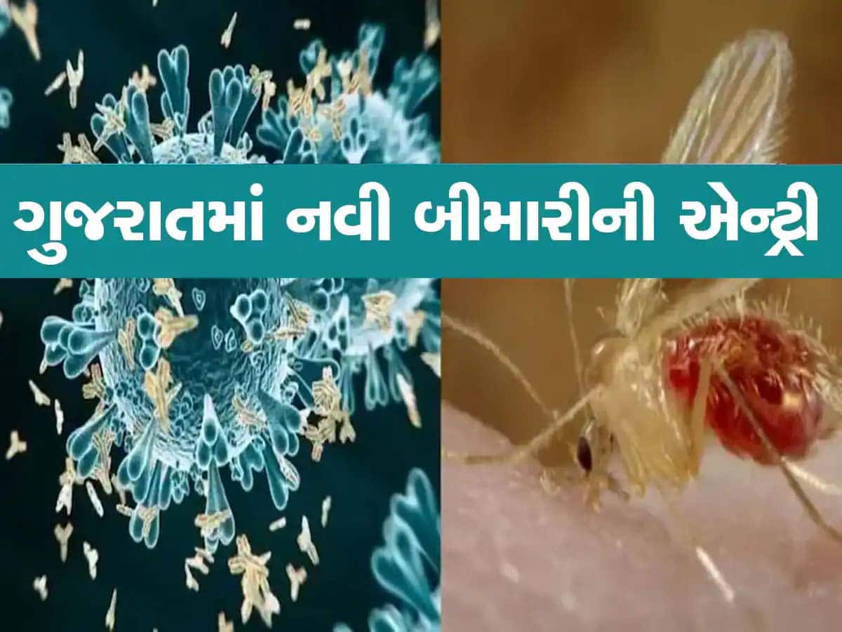 Suspected sandfly virus outbreak in Gujarat: 8 children die, Know what ...