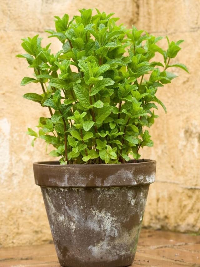 how to use camphor for tulsi plant | Sprinkle camphore kapur water on ...