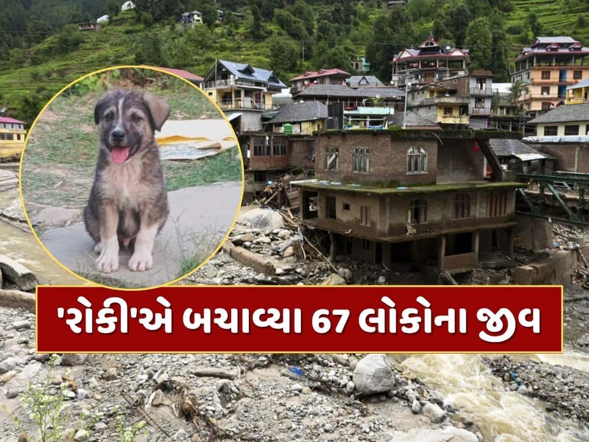 Himachal Pradesh Mandi Siyathi village dog save lives of 67 people ...