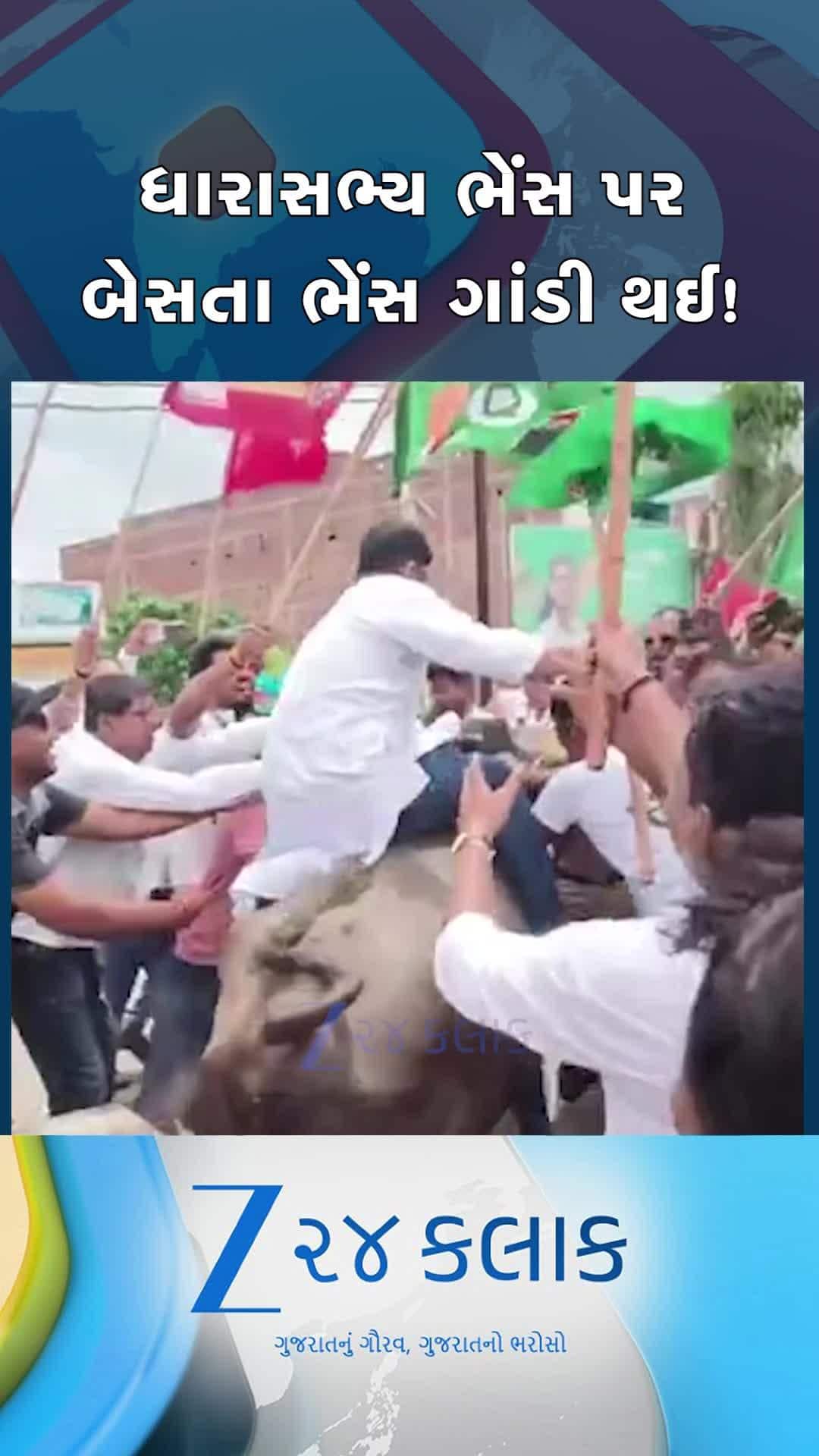 rjd mla climbs buffalo during bihar bandh protest gets thrown off watch ...