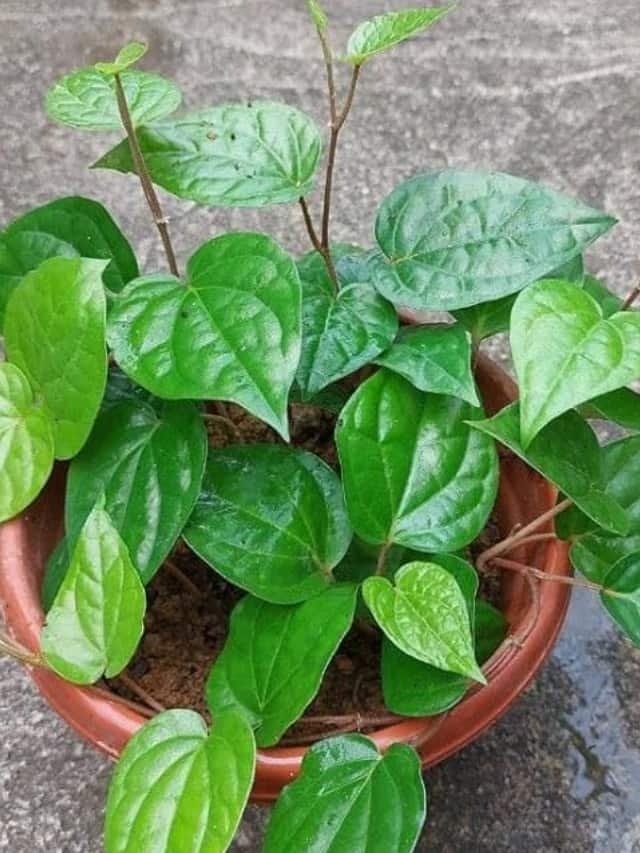 how to grow betel plant at home | કુંડામાં નાગરવેલ કેવી રીતે વાવવી ...