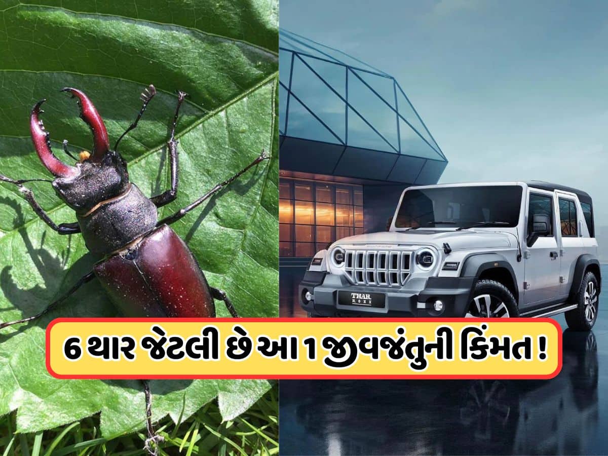 This is the world most expensive insect its price is enough to buy 6 ...