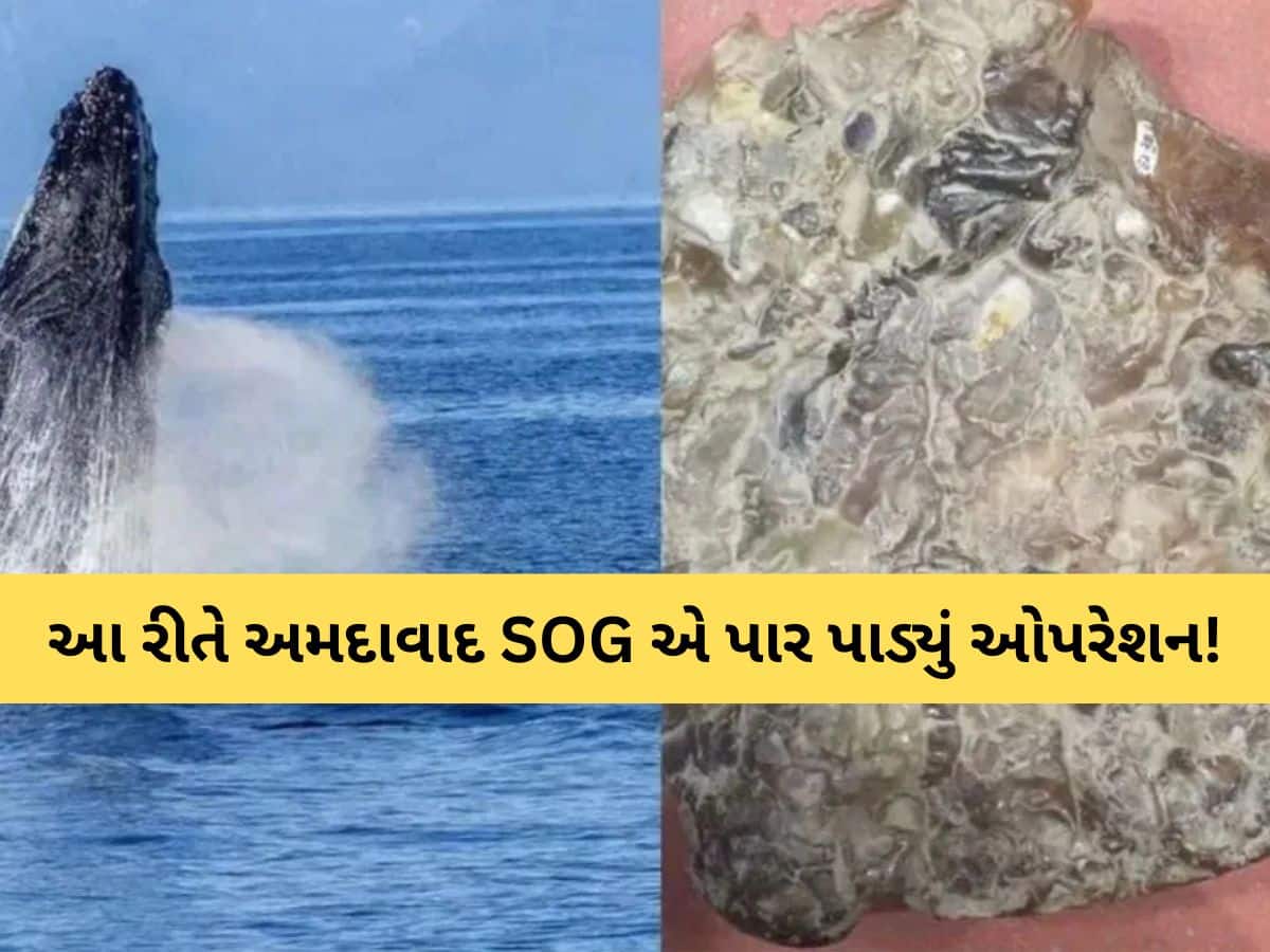 Ahmedabad Rural SOG arrests two with fish vomit | સ્પર્મ વ્હેલ માછલીની ...