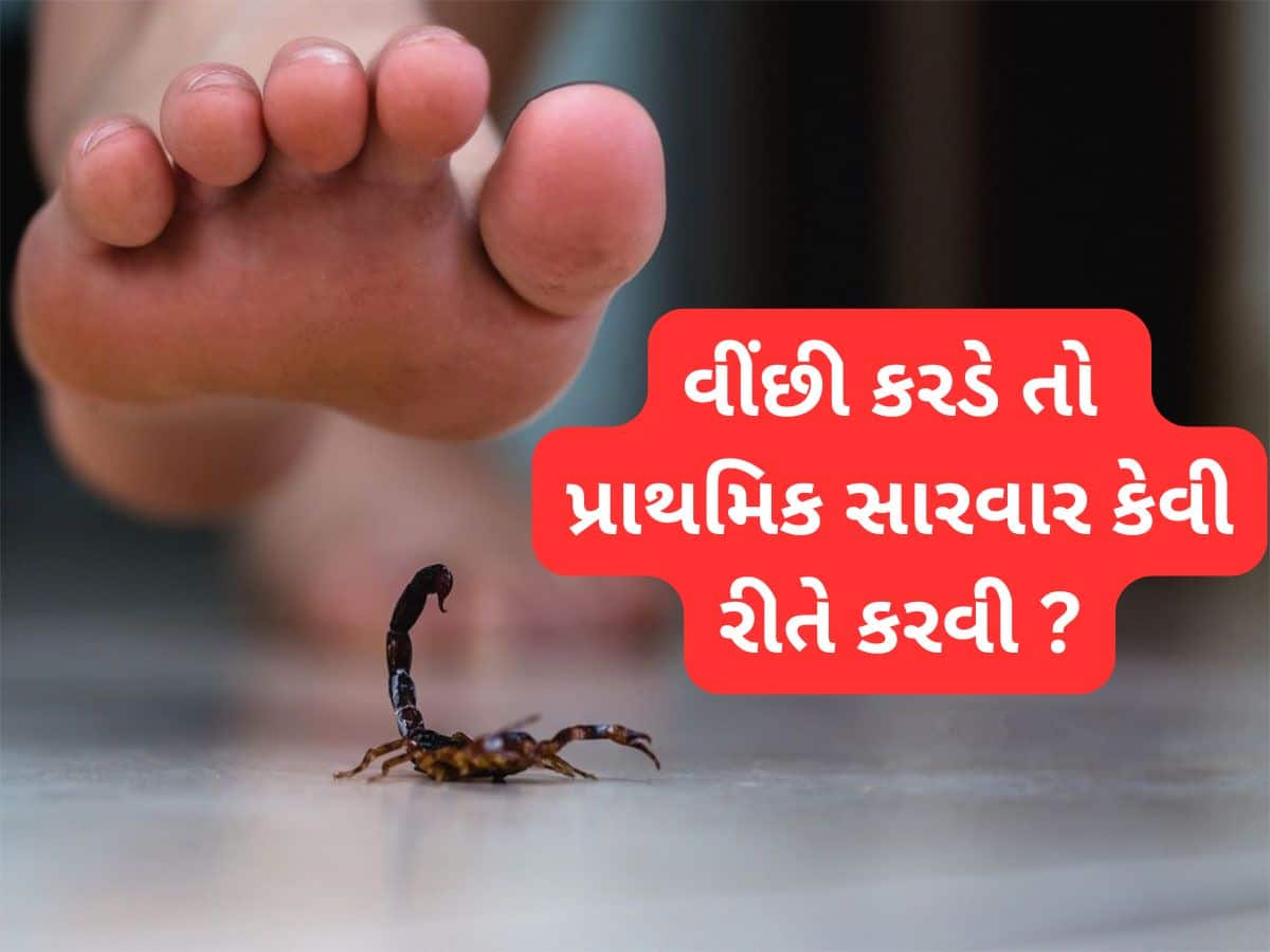 વીંછી કરડે તો ઘરે સારવાર કેવી રીતે આપવી | scorpion sting treatment at ...