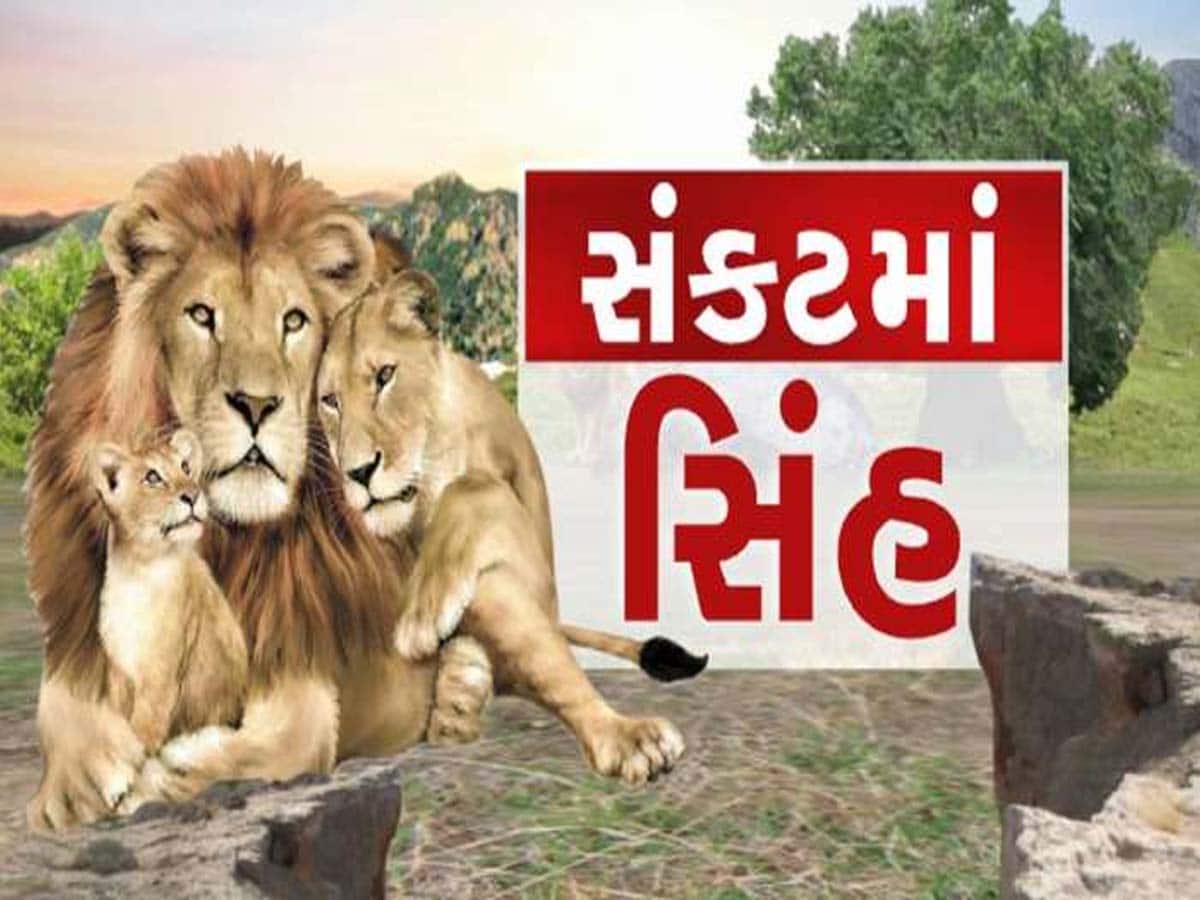 The issue of lion deaths was raised in the Gujarat Assembly! Find out ...
