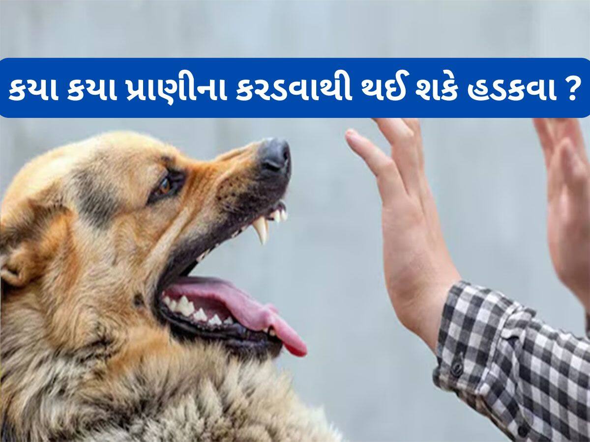 Rabies Causes and Symptom | કયા કયા પ્રાણીના કરડવાથી હડકવા થાય | Which ...