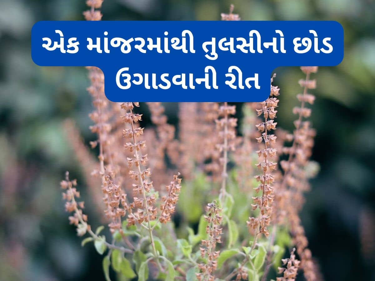how Grow Tulsi plant From Manjari seeds | tulsi manjari use to plant ...
