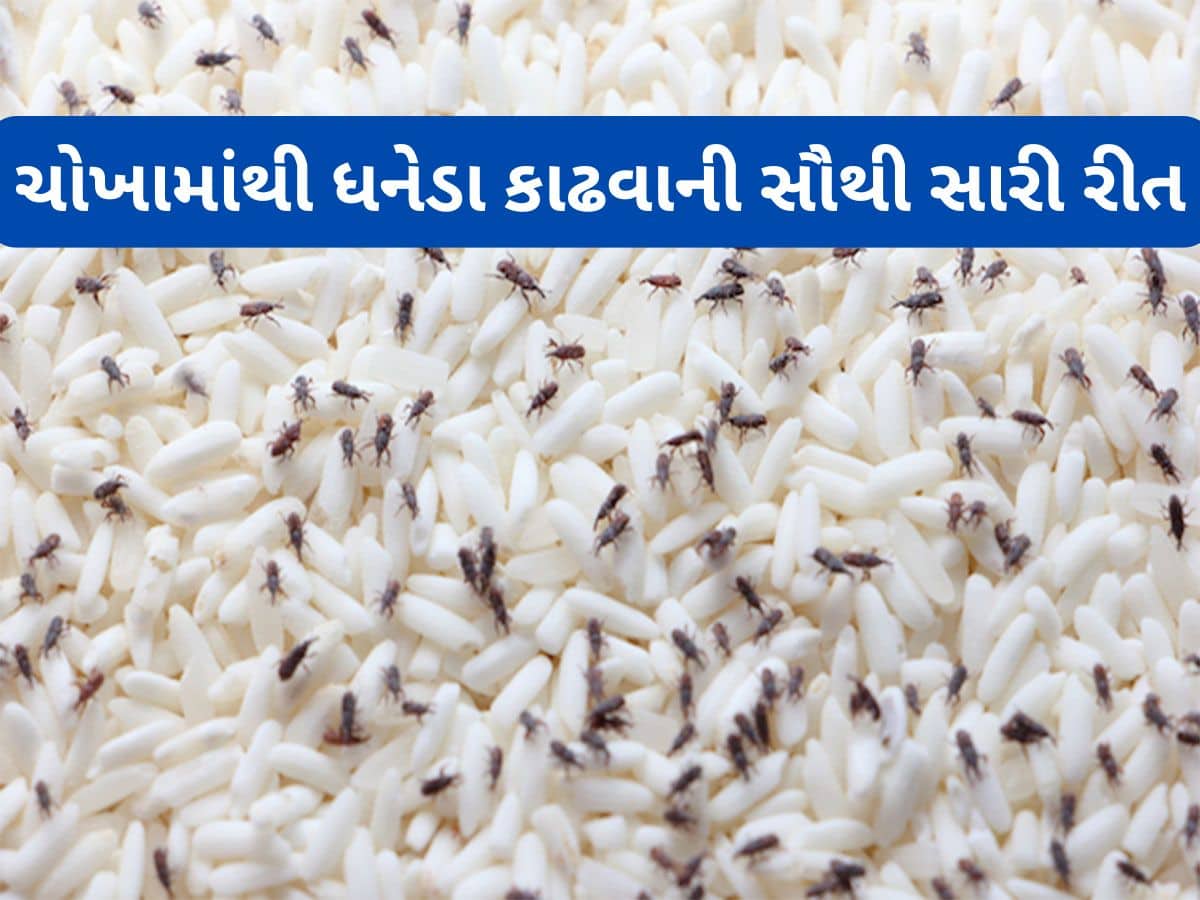 how to remove weevil from rice | get rid of rice weevil with hing and ...