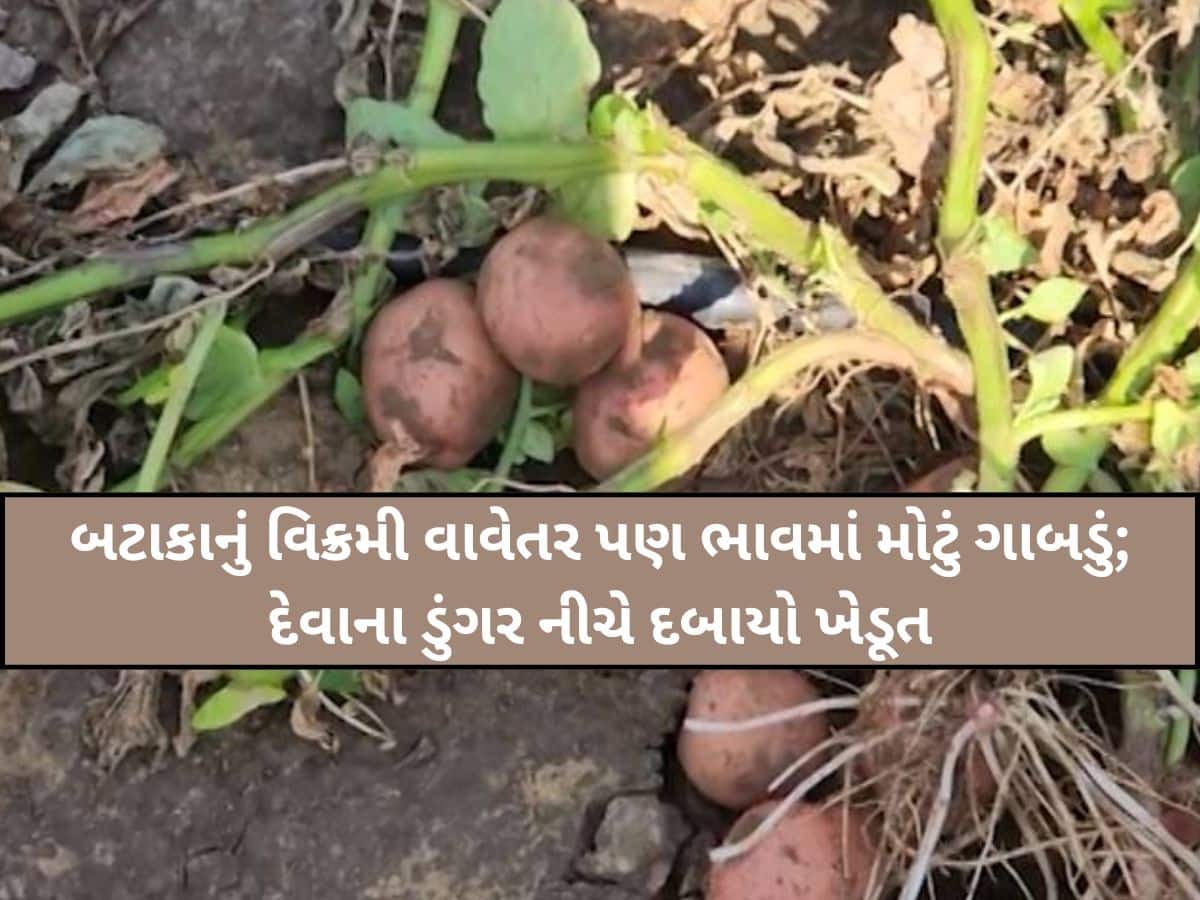 Banaskantha potato prices fall, farmers' condition worsens, now they ...