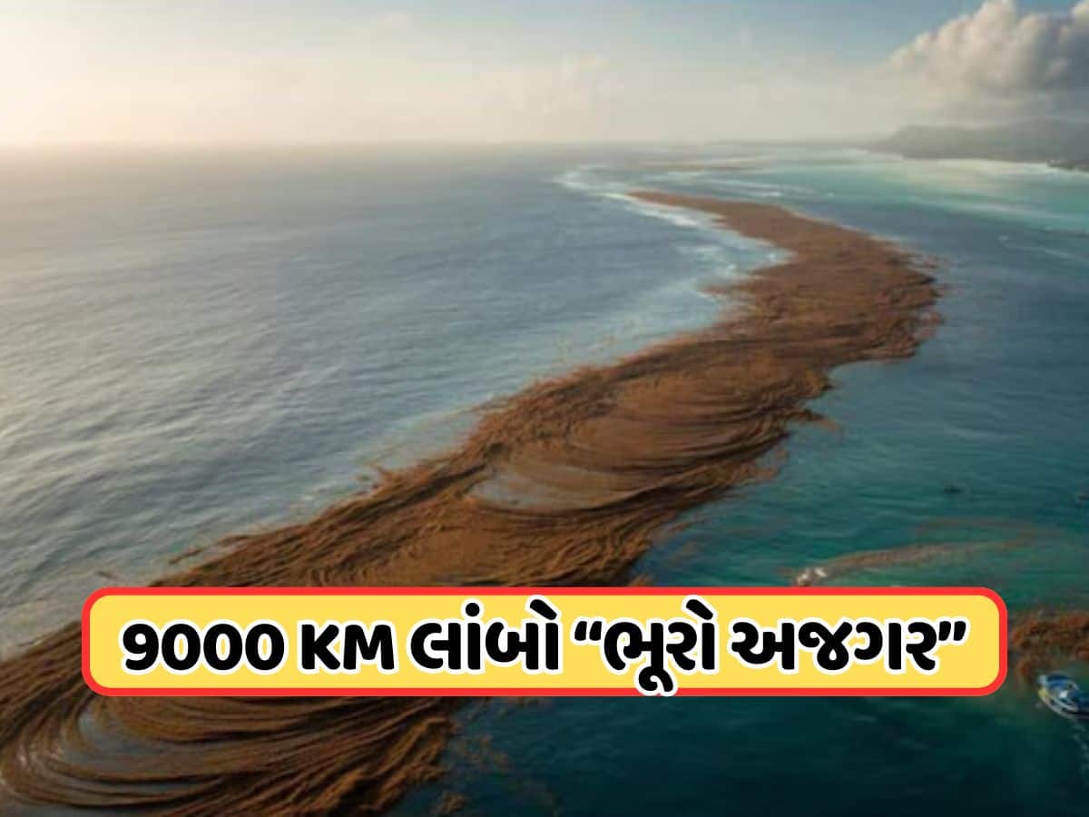 A 9000 km long brown snake was found in the Atlantic Ocean wreaking ...