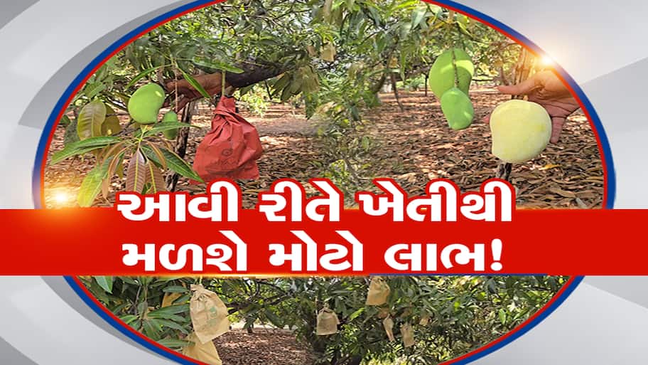 Talala kesar keri has now become Golden Mango new technique has changed ...