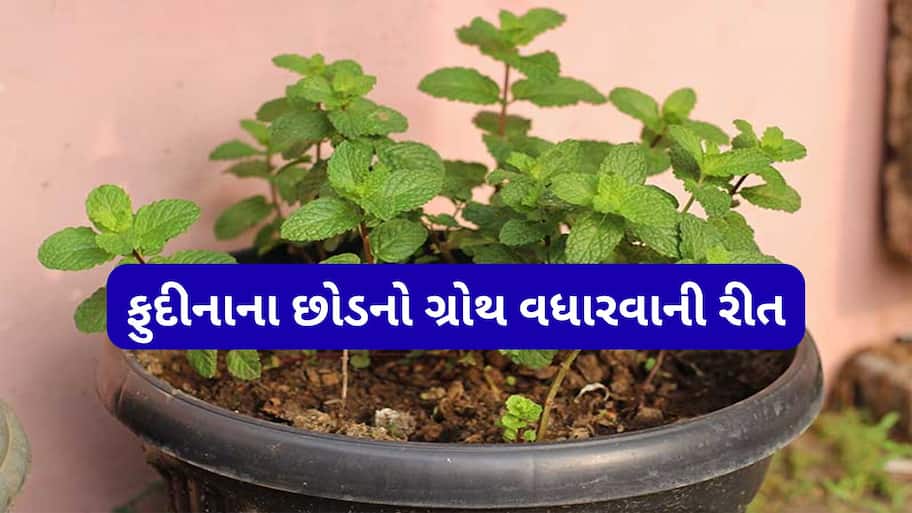 Mint Plant Growth Tips in gujarati | how to increase Mint Plant growth ...