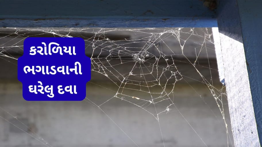 Spider Web Cleaning Tips in gujarati | ઘરમાંથી કરોળિયાની જાળ કાયમ માટે ...