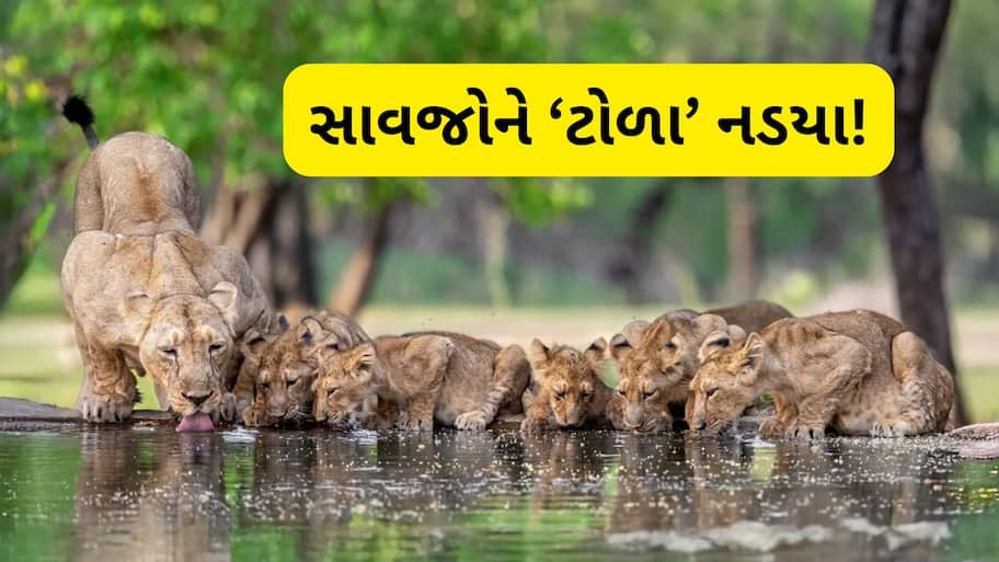 why did gir lions die more than tigers from canine distemper virus ...