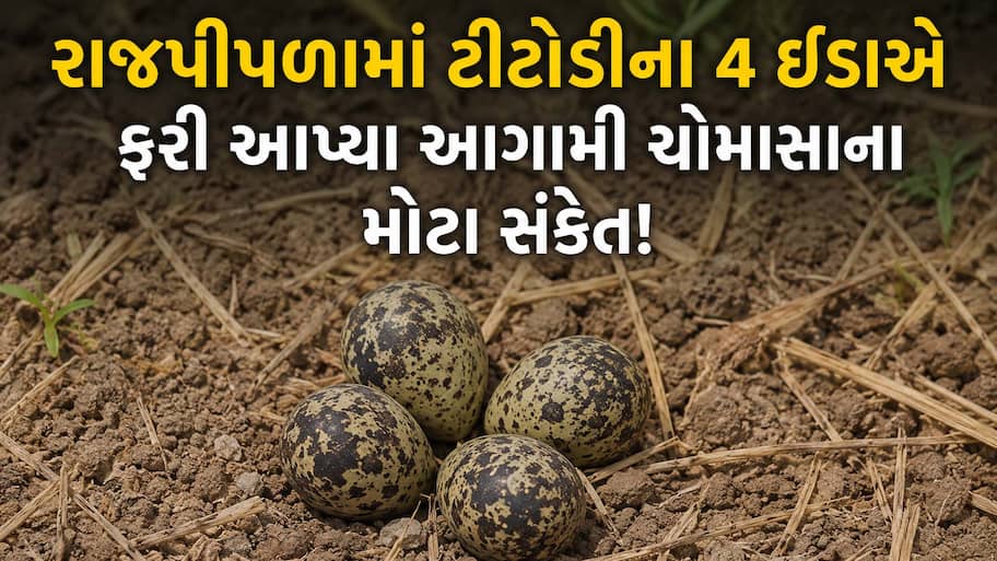 Interesting sign of monsoon: A titmouse laid four eggs in Rajpipla ...