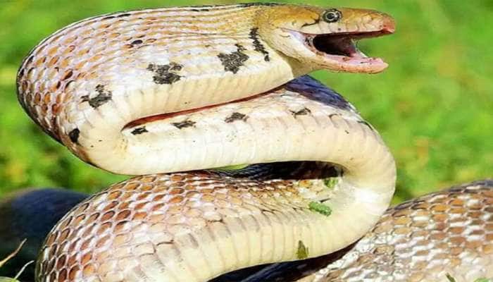 rupsundari snake News in Gujarati, Latest rupsundari snake news, photos ...